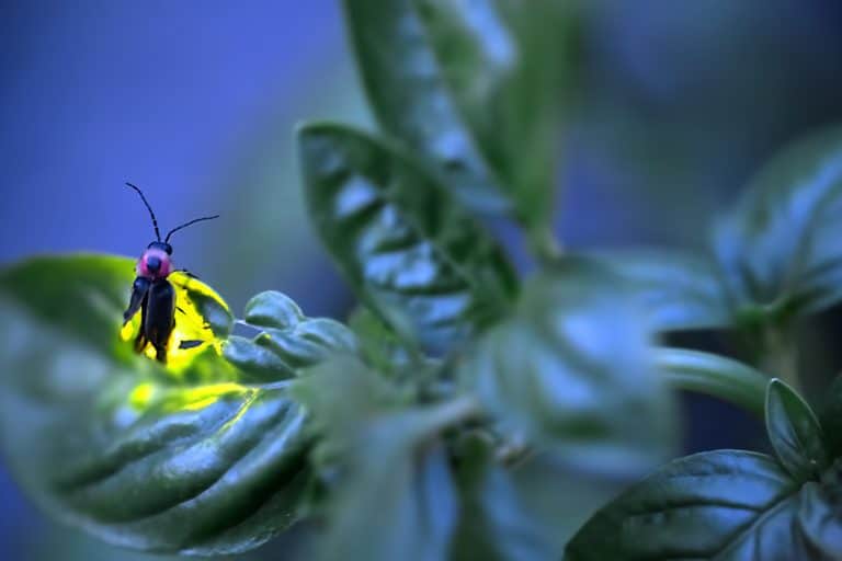 Firefly Life History - Firefly Atlas