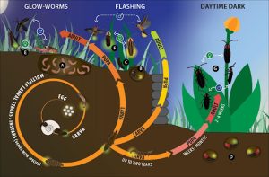 Firefly Life History - Firefly Atlas