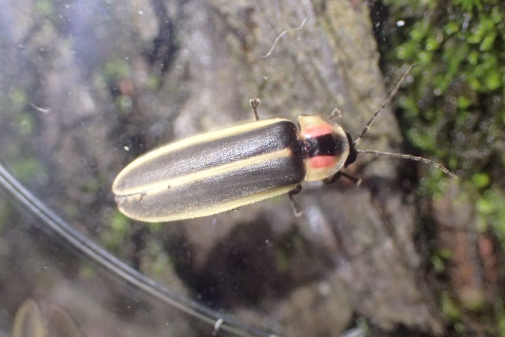 Observation: Photinus consimilis - Firefly Atlas