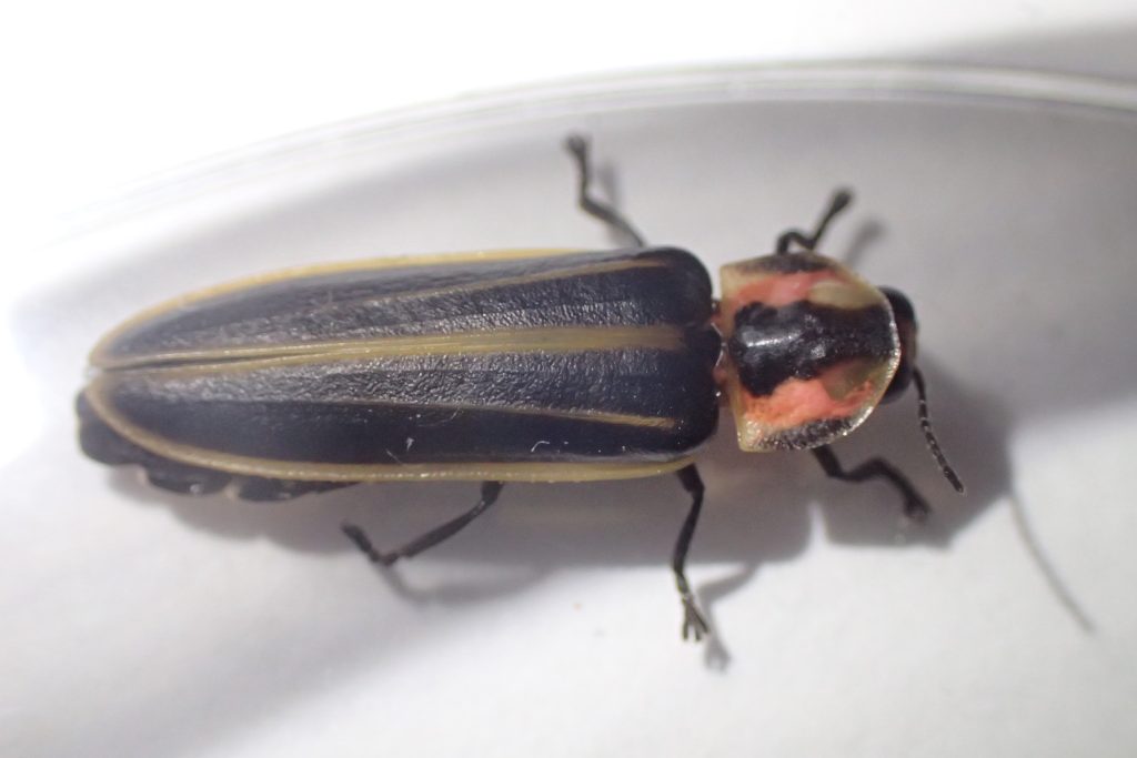 Observation: Pyractomena ecostata - Firefly Atlas