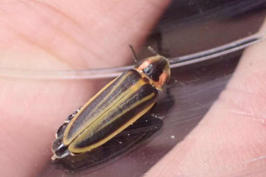 Introducing the Firefly Atlas! - Firefly Atlas