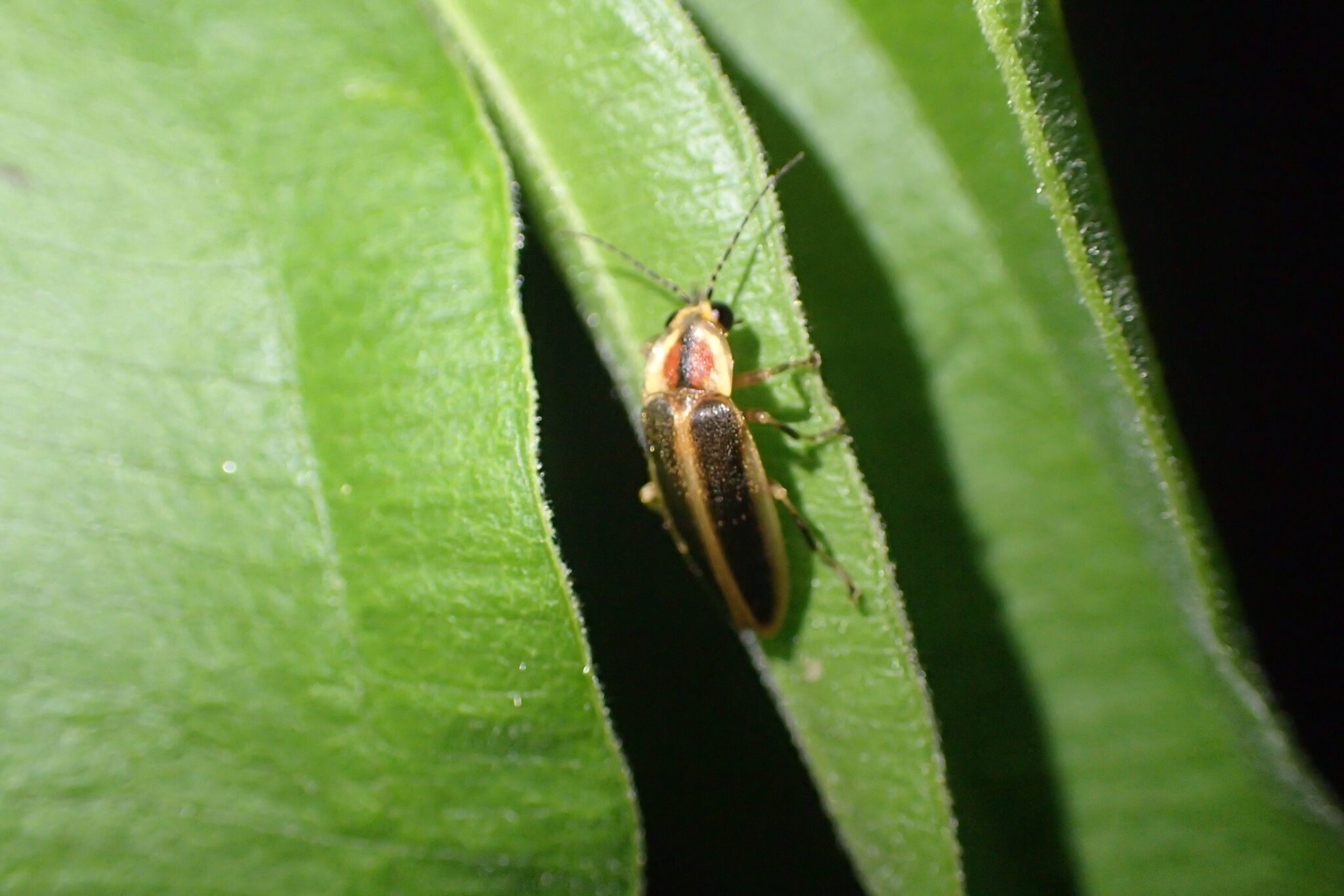 Looking for loopy fives: an endangered wetland firefly in the southern ...