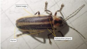 Firefly Anatomy and Flash Patterns - Firefly Atlas