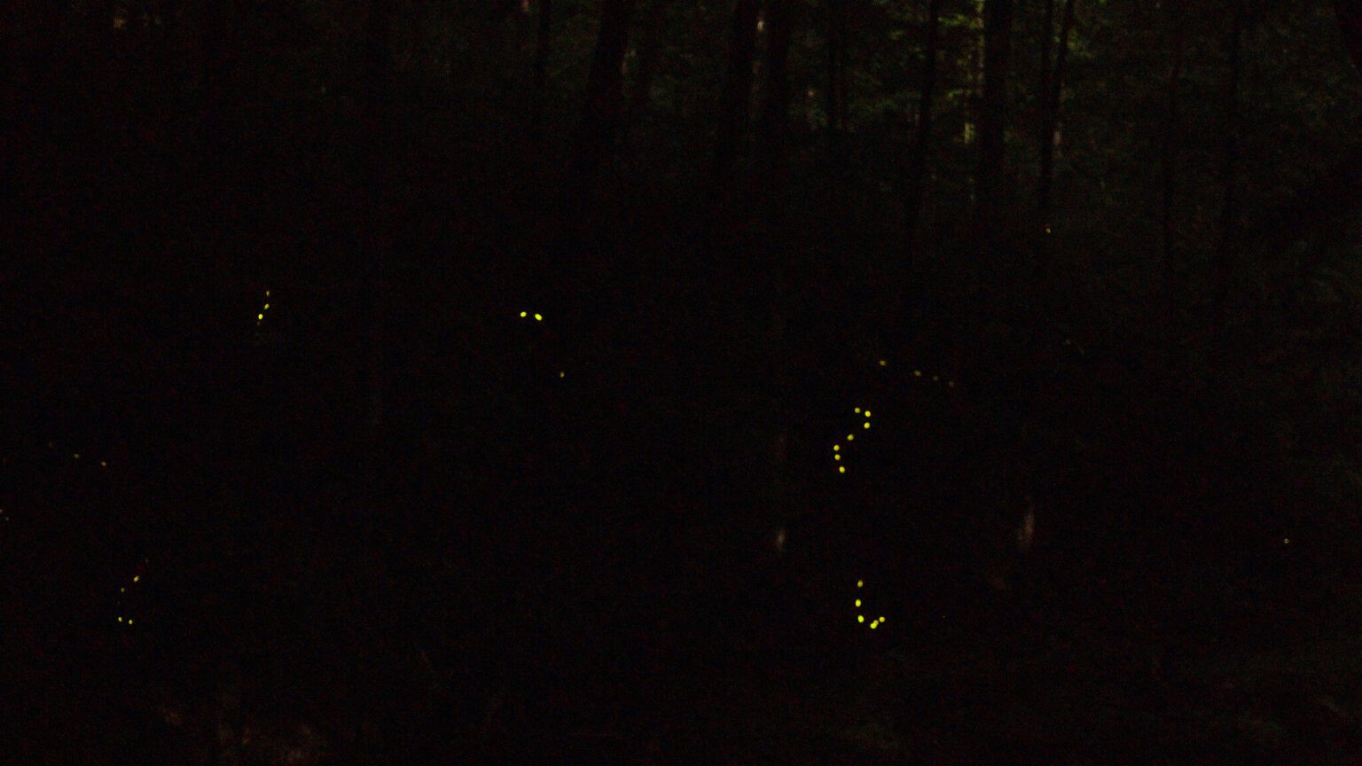 Firefly Photography Tips - Firefly Atlas