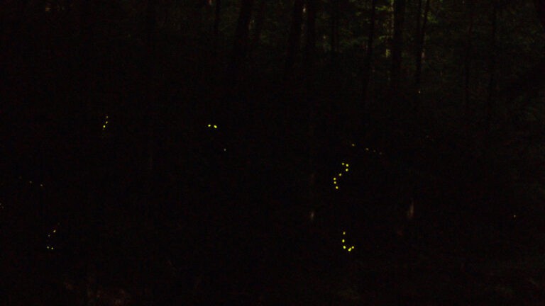 Firefly Photography Tips - Firefly Atlas