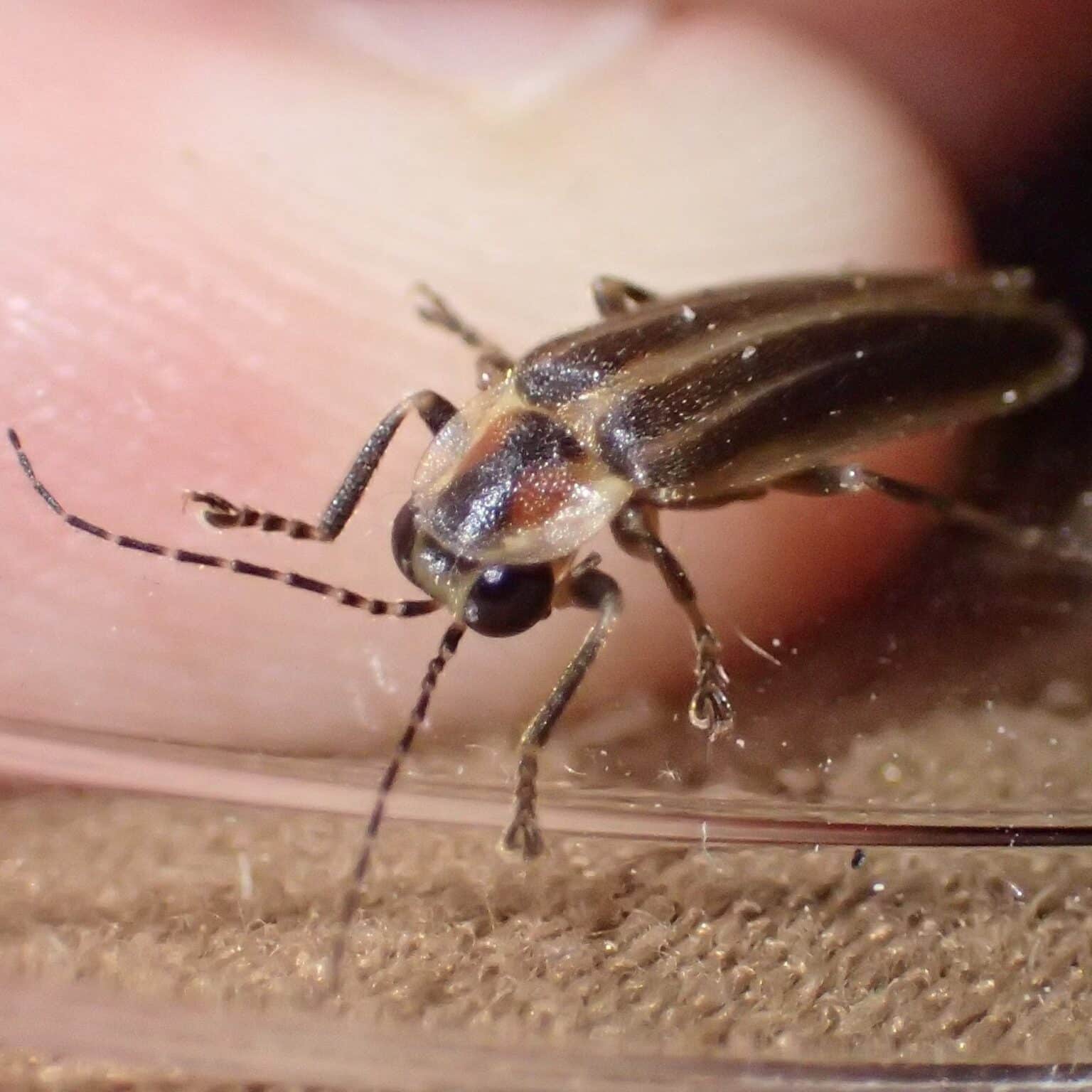 Focal Species - Firefly Atlas