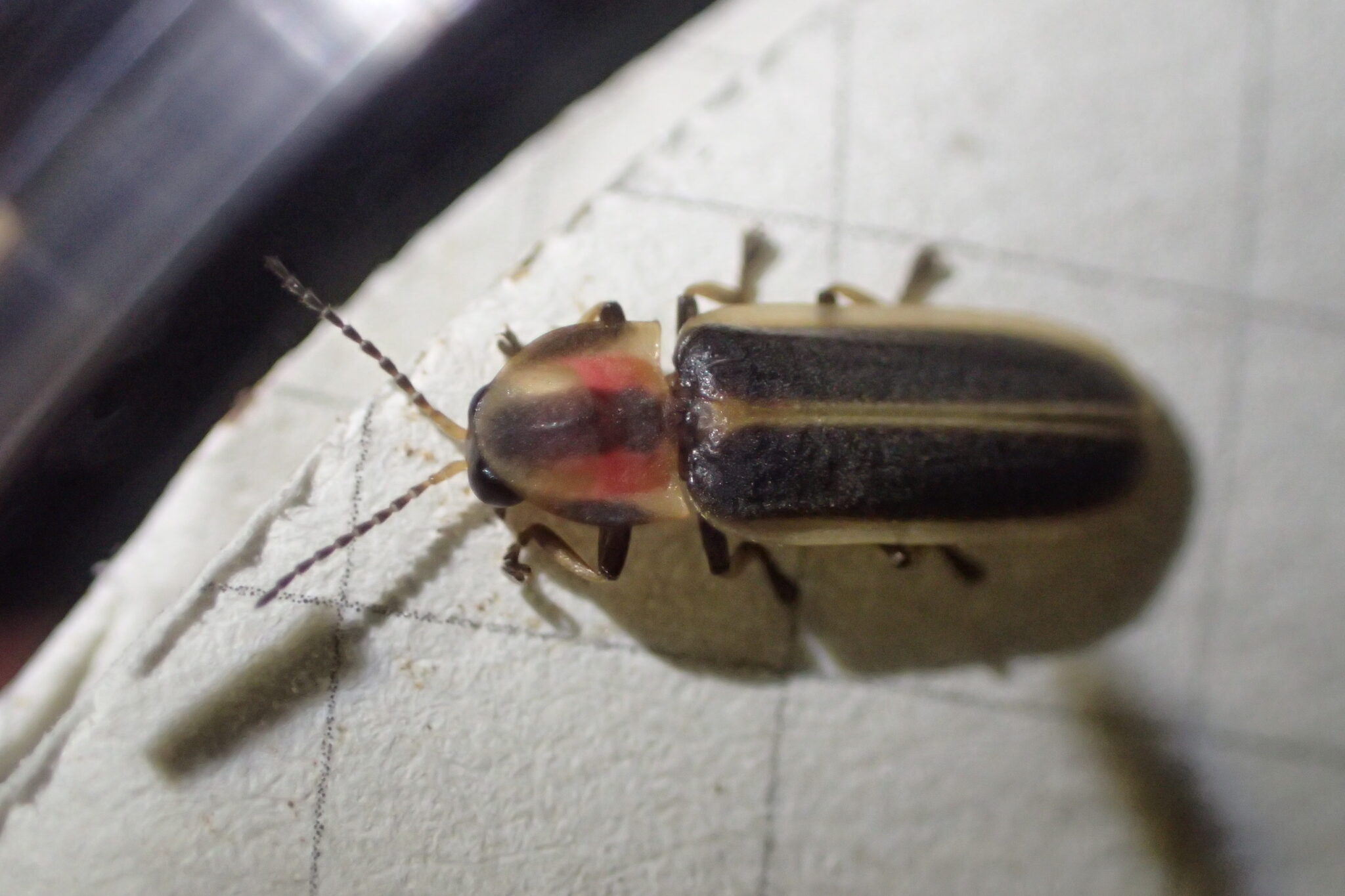 Observation: Pyractomena lucifera - Firefly Atlas