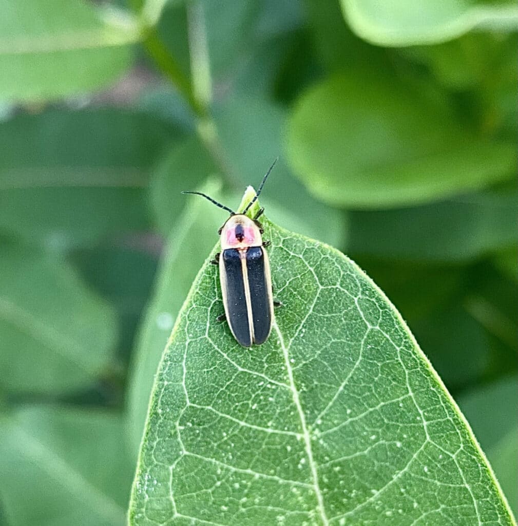 Observation: Photinus pyralis - Firefly Atlas