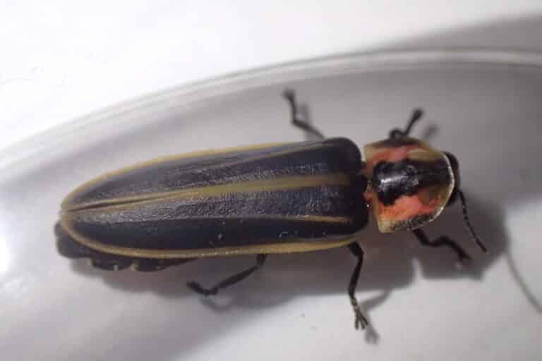 Status and Conservation - Firefly Atlas