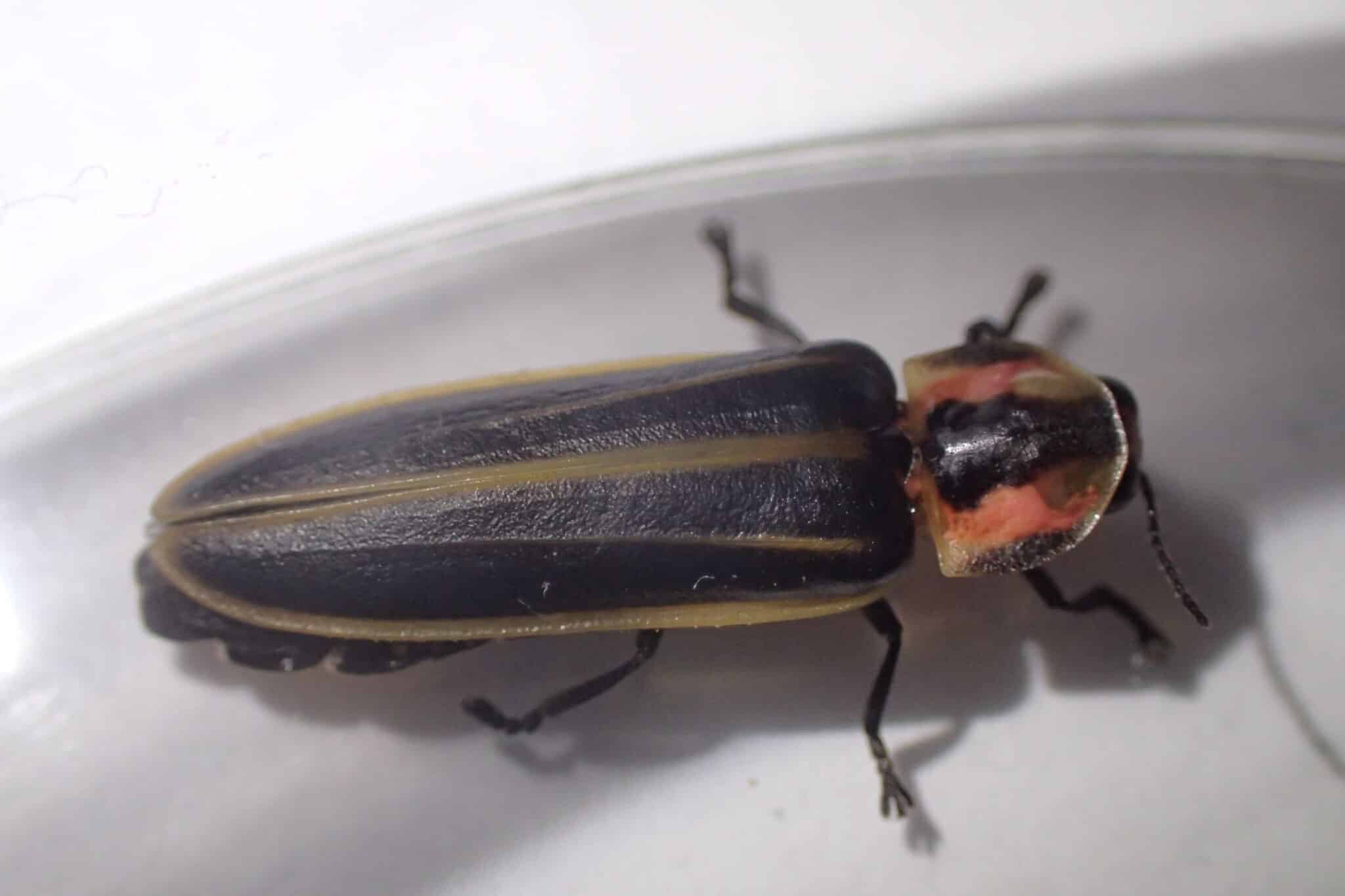 Status and Conservation - Firefly Atlas