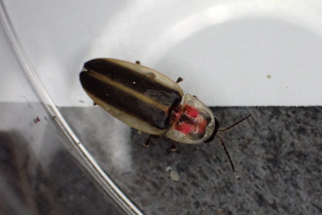 Observation: Micronaspis floridana - Firefly Atlas