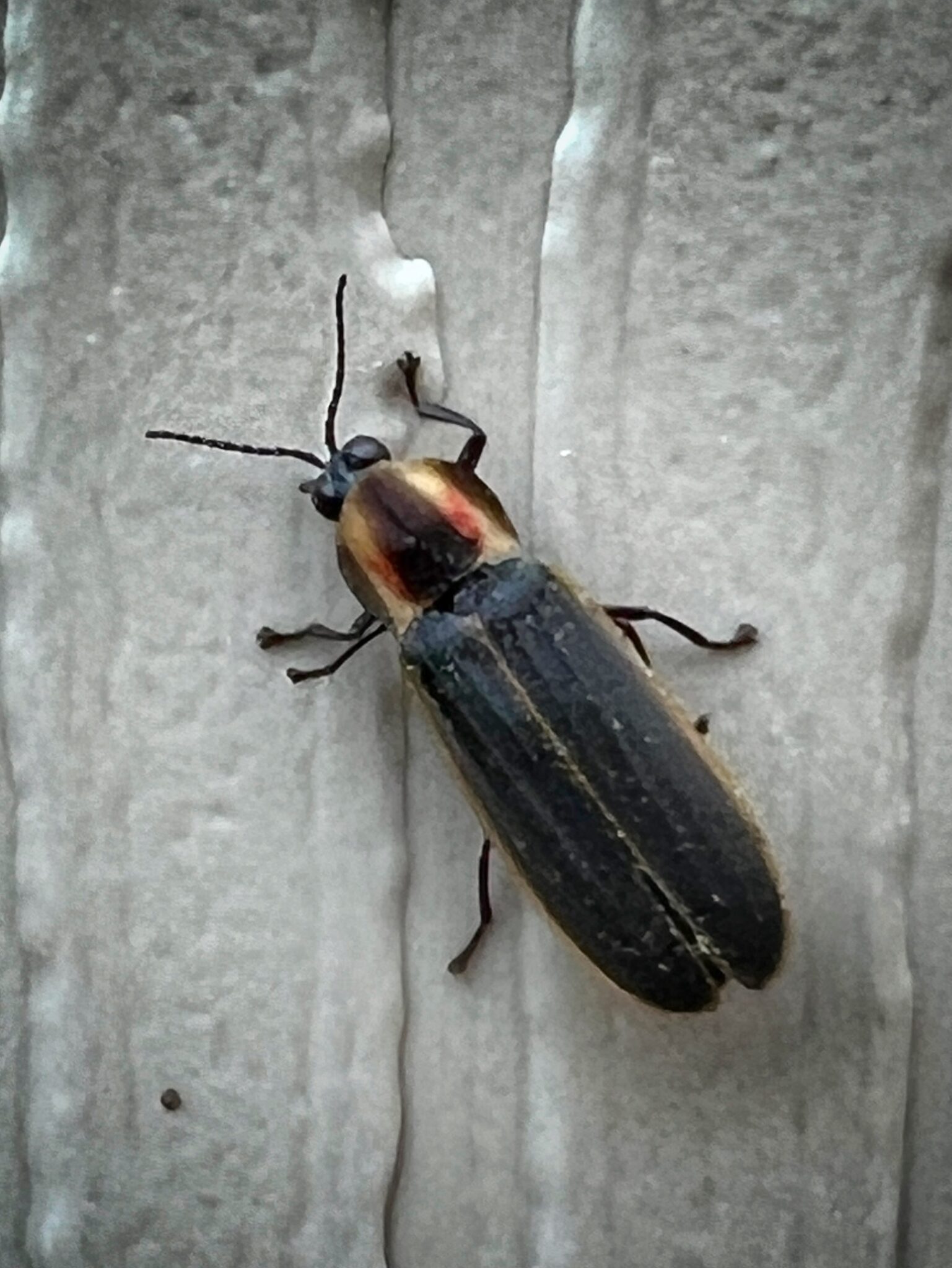 Observation: Pyractomena borealis - Firefly Atlas