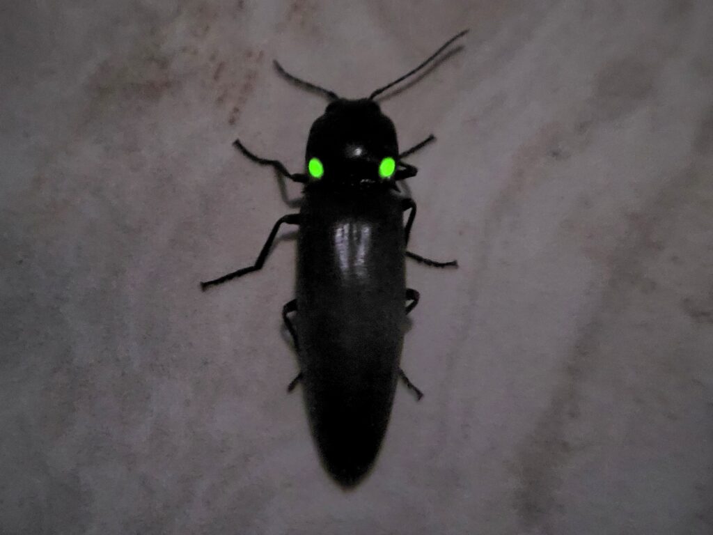 Fireflies in Florida? - Firefly Atlas