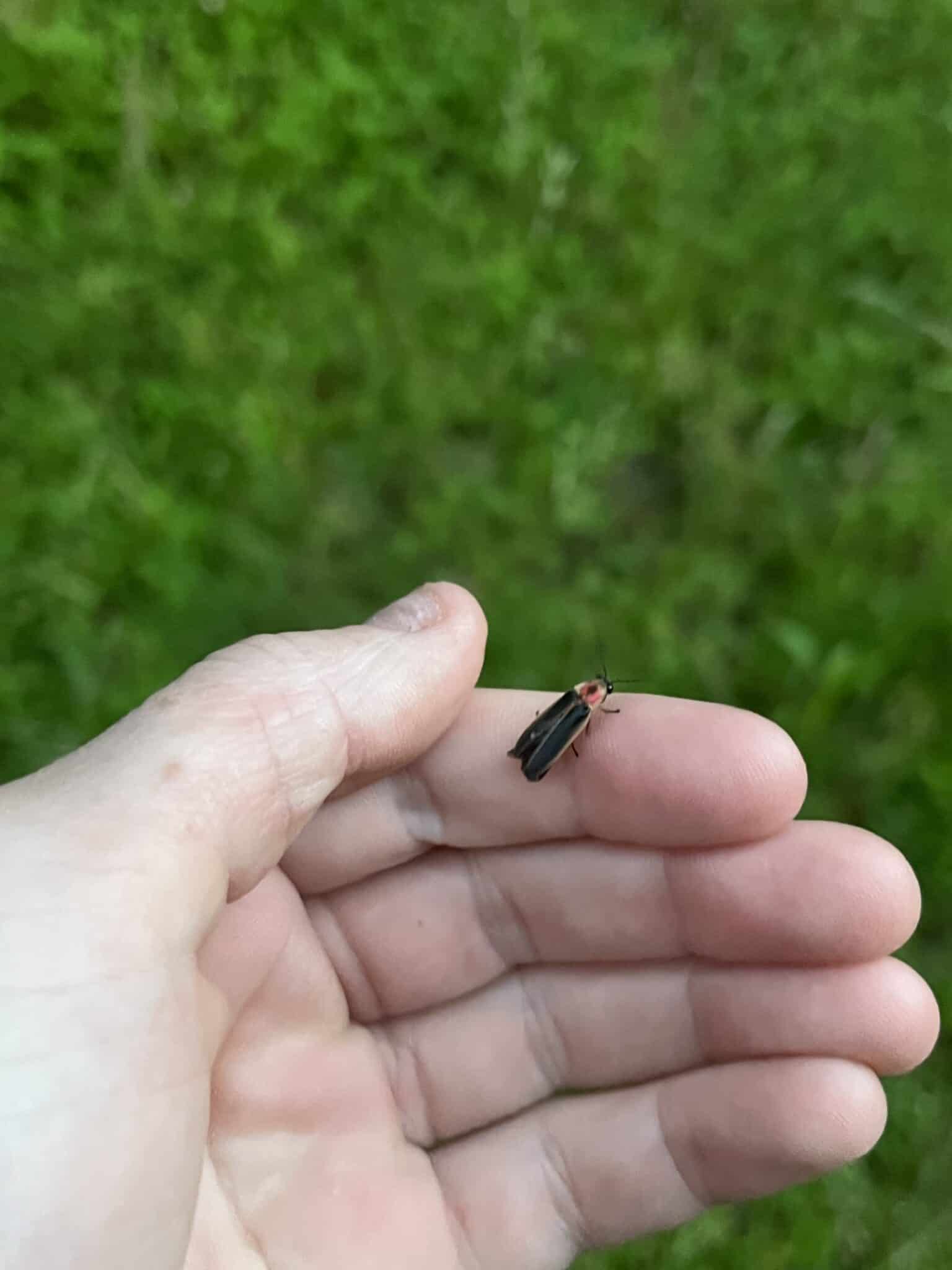 Observation: Photinus pyralis - Firefly Atlas
