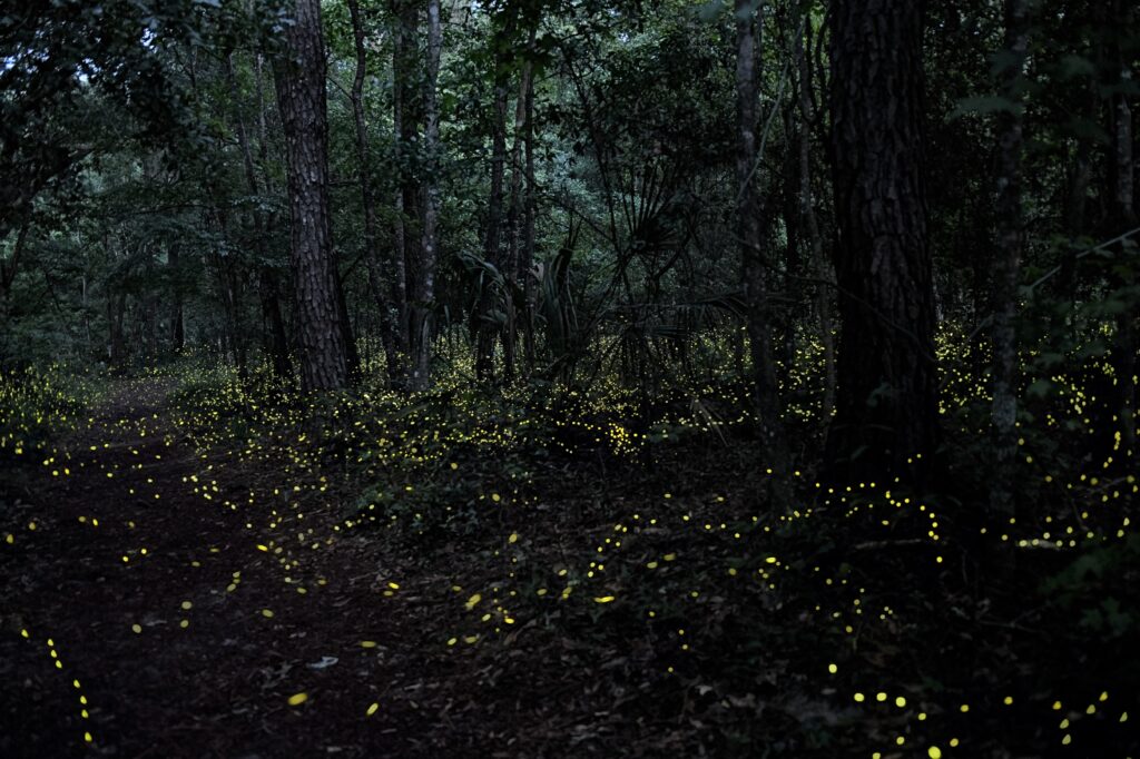 Fireflies in Florida? - Firefly Atlas
