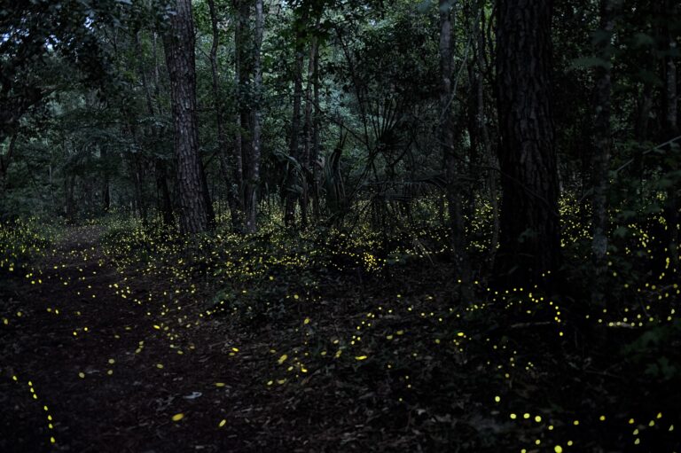 Fireflies in Florida? - Firefly Atlas