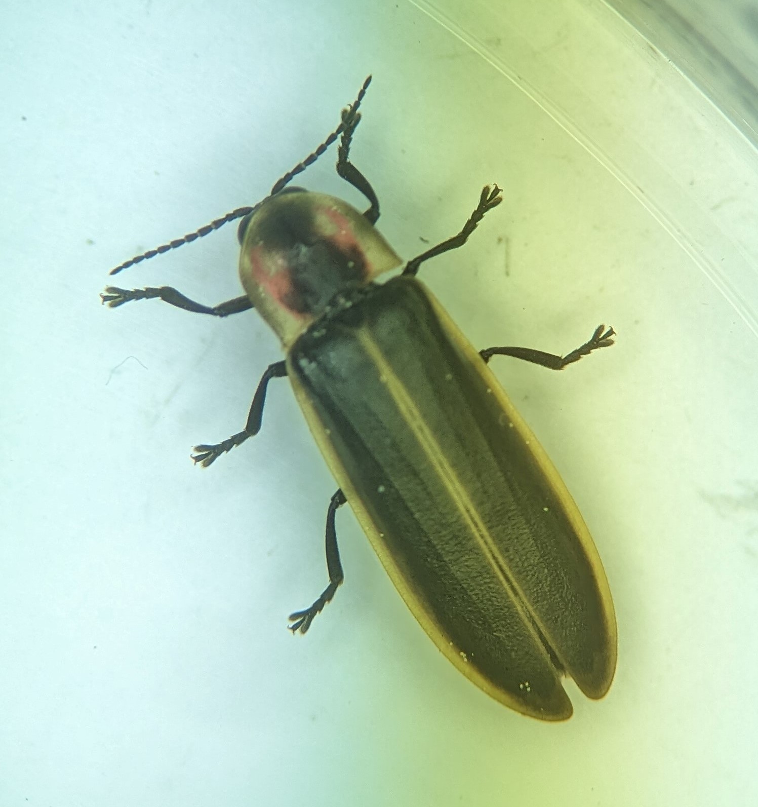 Observation: Pyractomena dispersa - Firefly Atlas