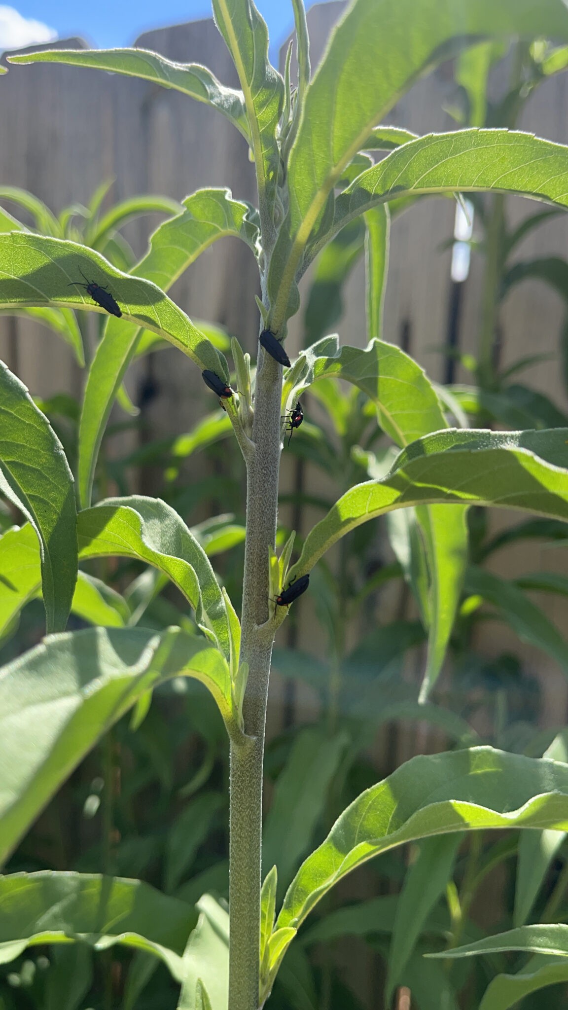 Observation: Pyropyga nigricans - Firefly Atlas