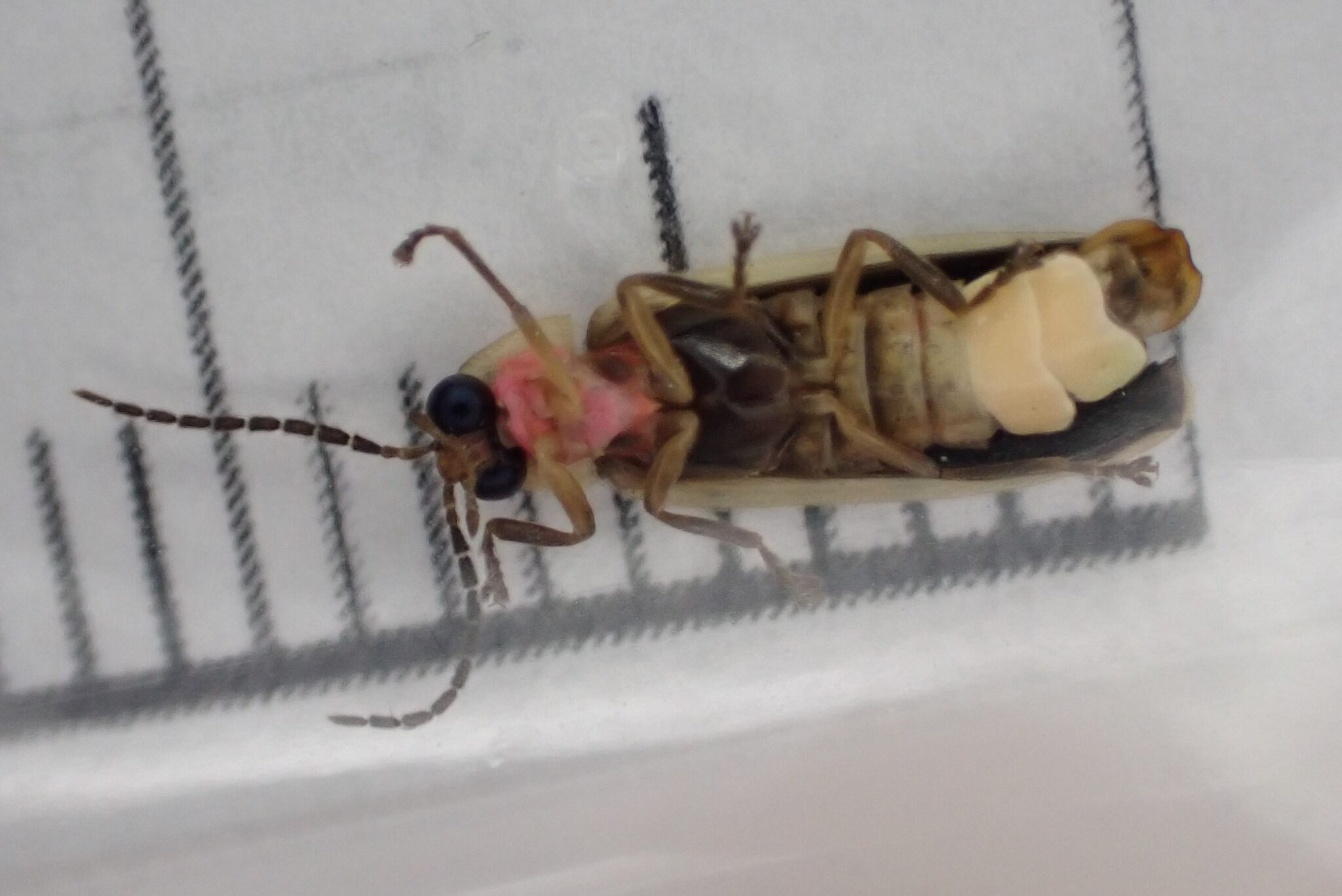 Observation: Photinus - Firefly Atlas