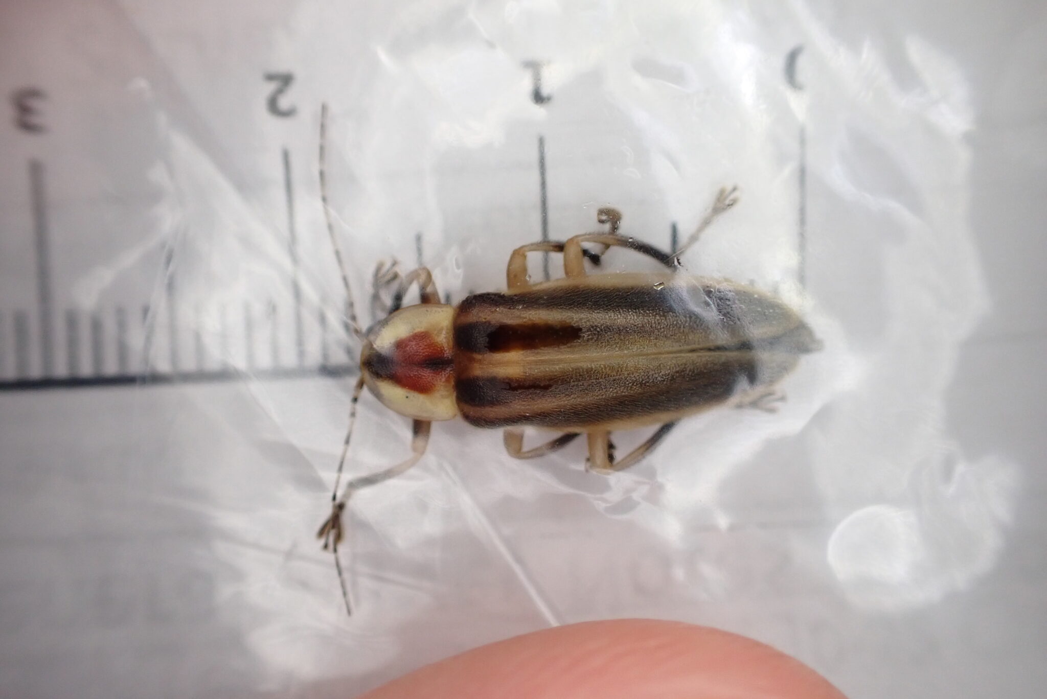 Observation: Photuris lucicrescens - Firefly Atlas