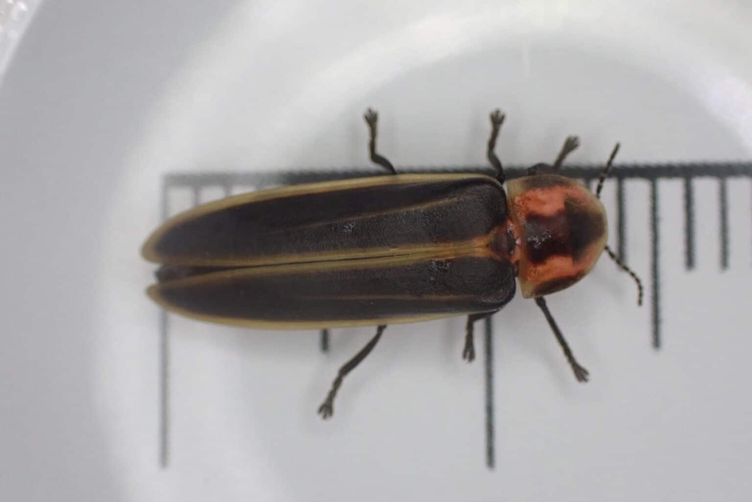 Observation: Pyractomena ecostata - Firefly Atlas