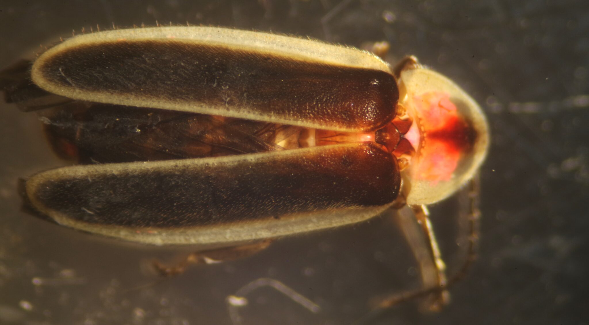 Observation: Photinus acuminatus - Firefly Atlas