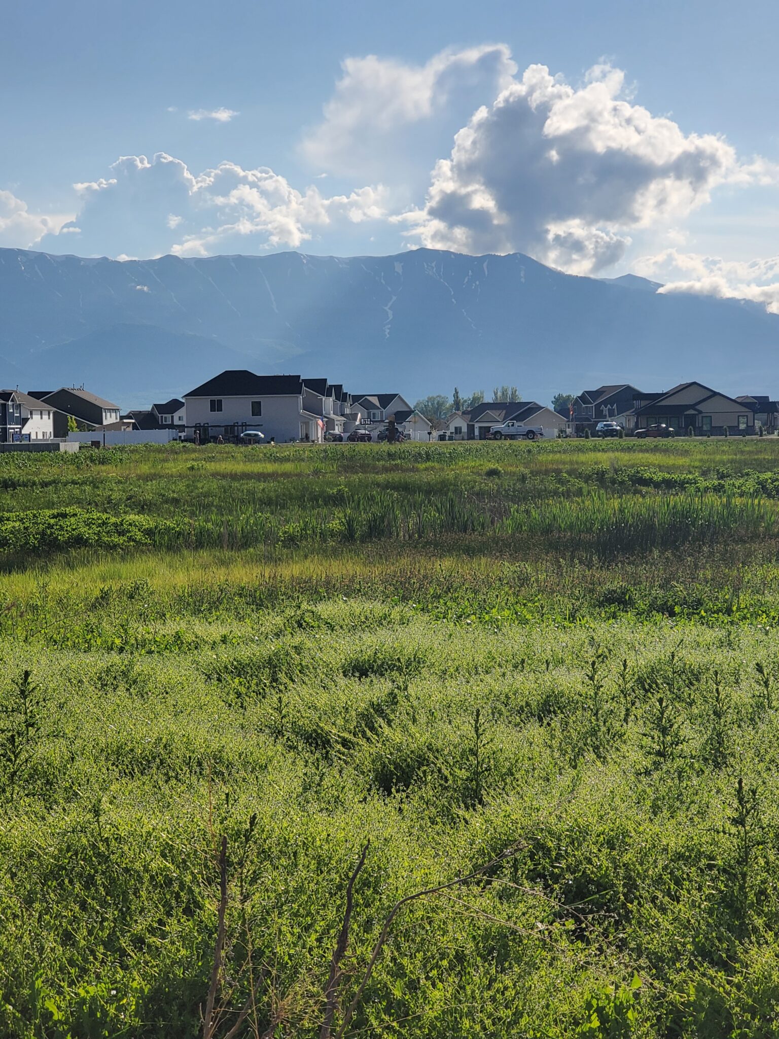 Observation: Pyractomena dispersa - Firefly Atlas