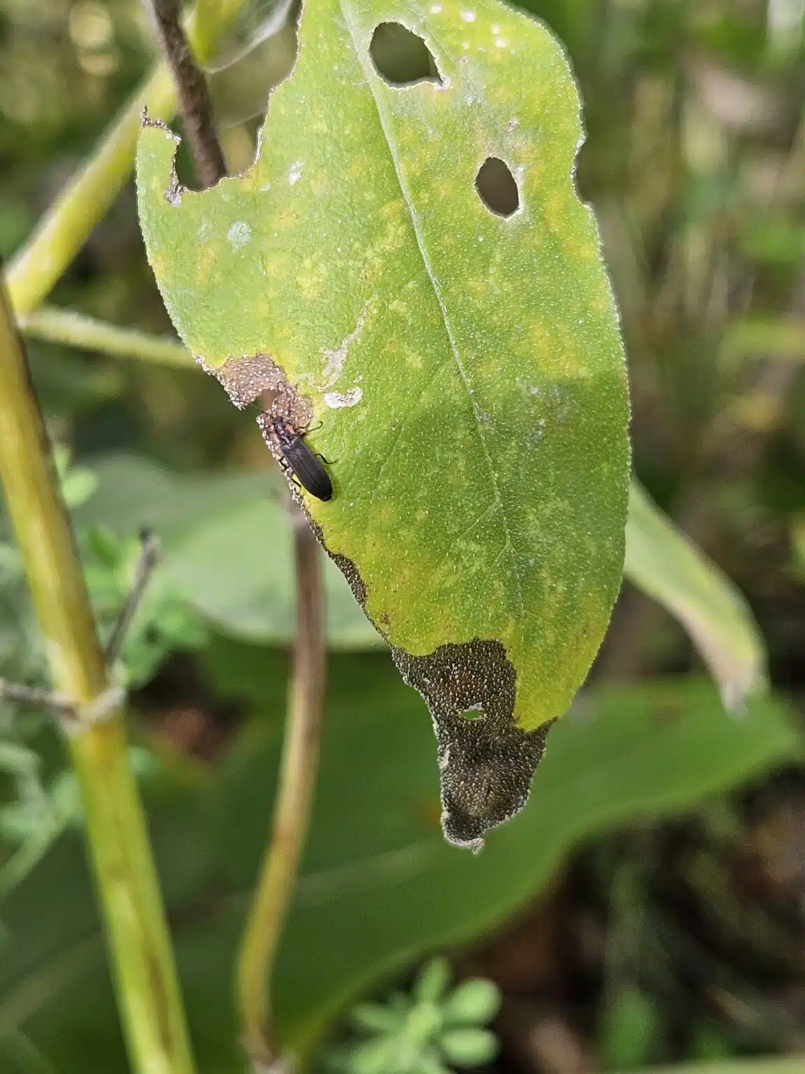 Observation: Pyropyga nigricans - Firefly Atlas