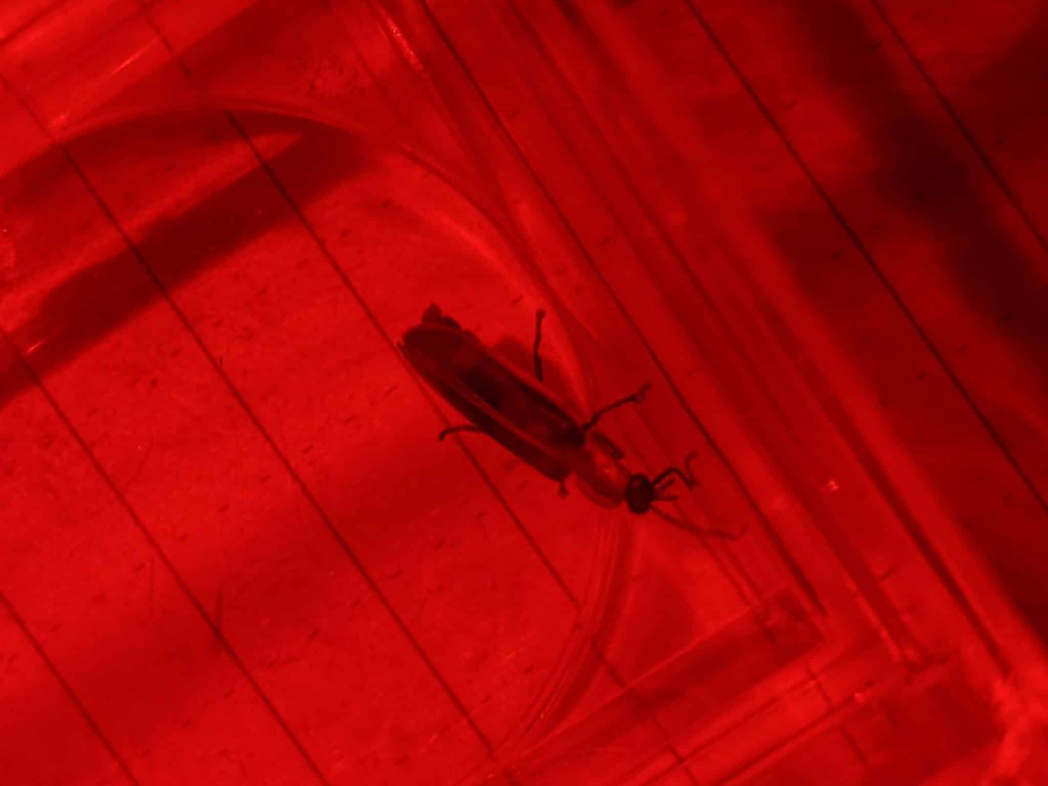 Observation: Pyractomena dispersa - Firefly Atlas