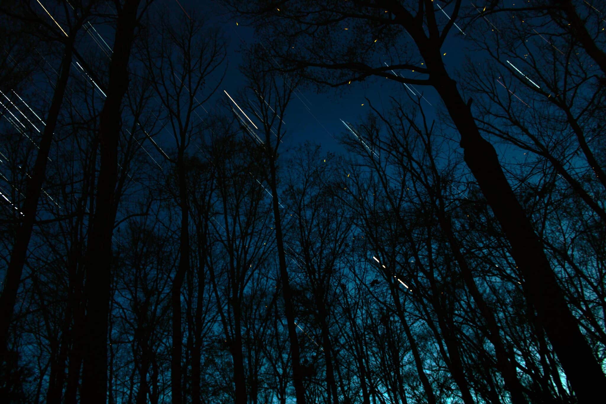 Observation: Pyractomena borealis - Firefly Atlas