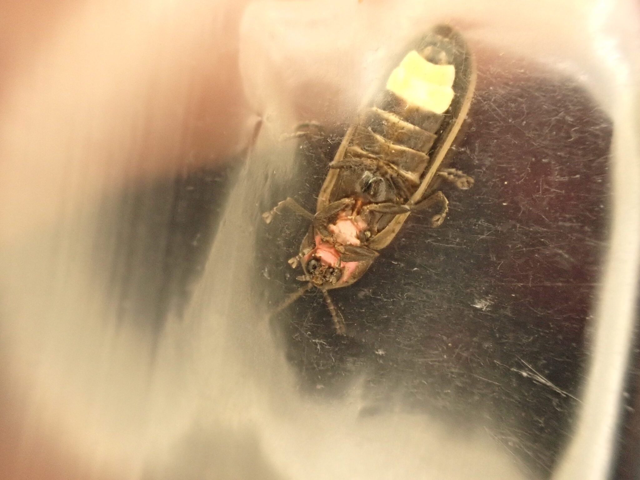 Observation: Pyractomena dispersa - Firefly Atlas