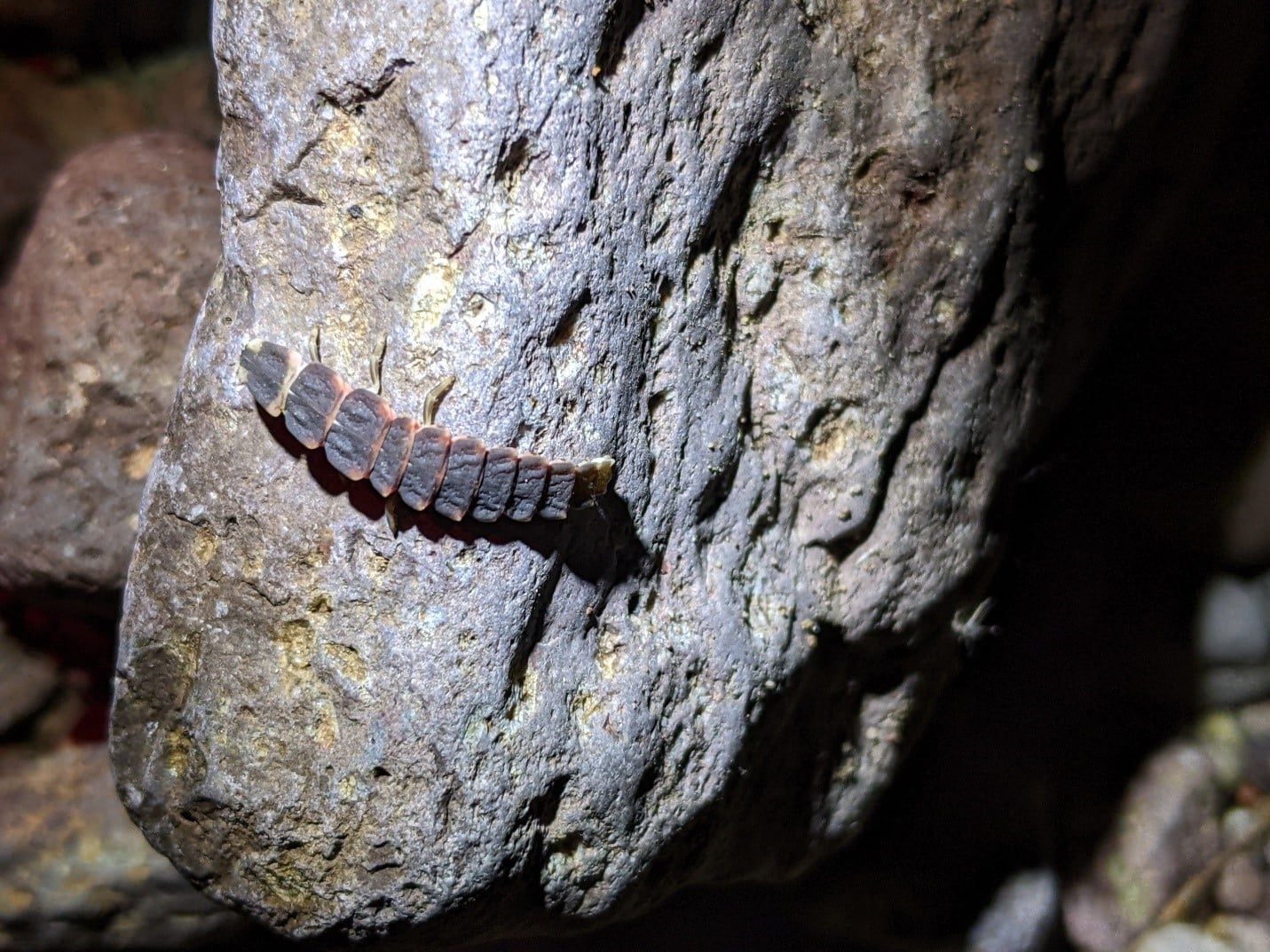 Firefly community science: Which project should you choose? - Firefly Atlas