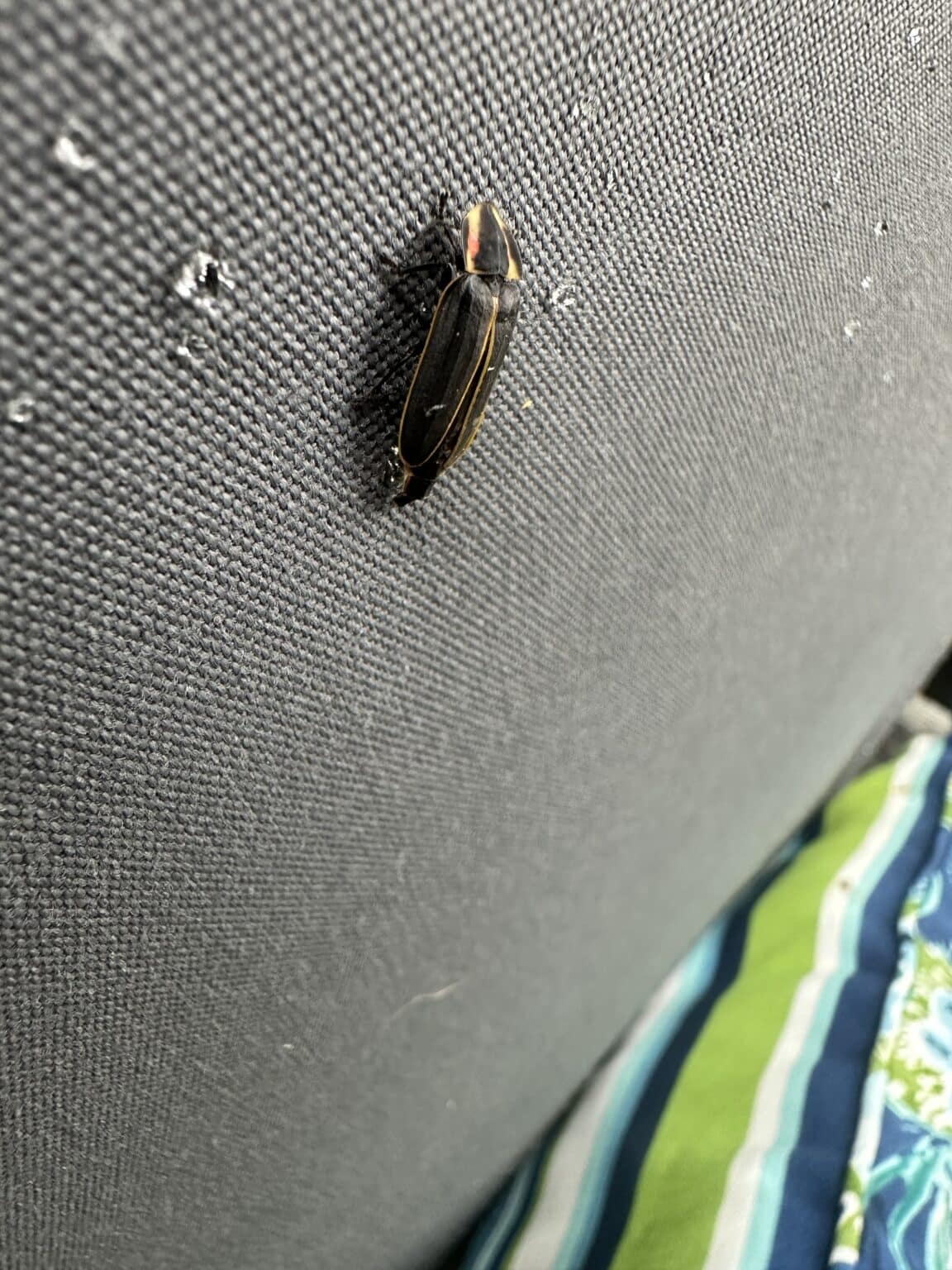 Observation: Pyractomena borealis - Firefly Atlas