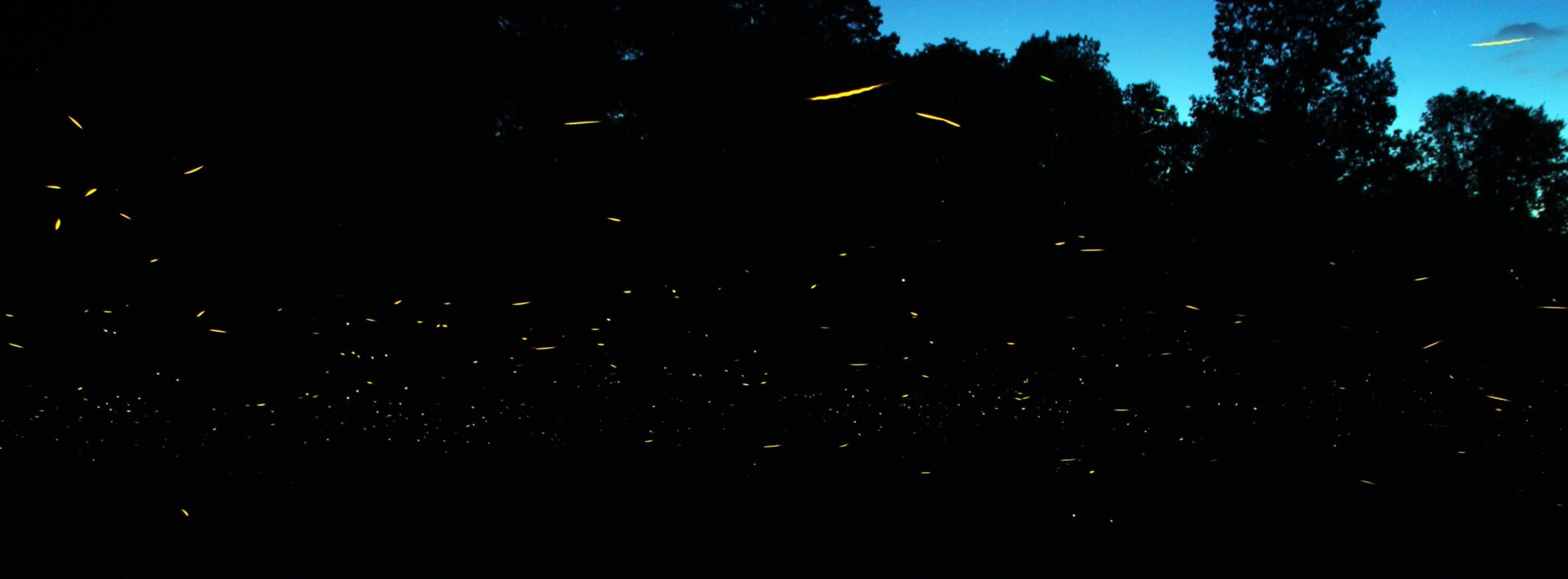 Observation: Photinus ignitus - Firefly Atlas