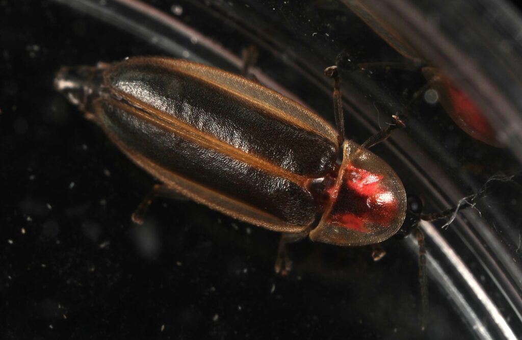 Firefly Atlas 2024 Year in Review - Firefly Atlas