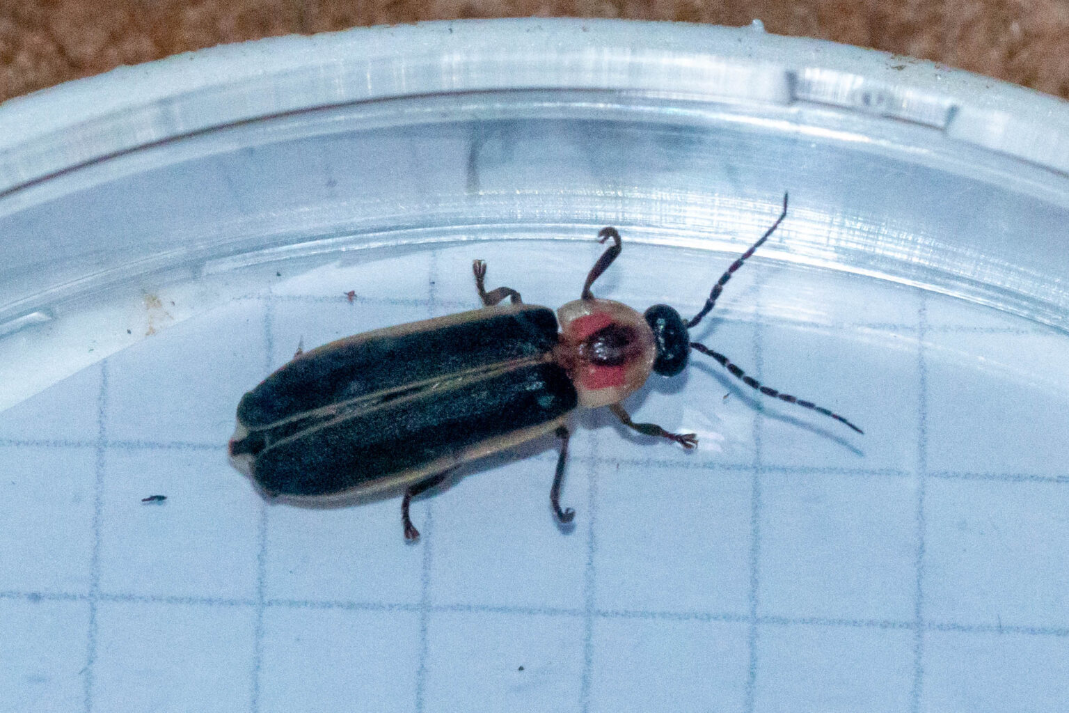 Observation: Photinus pyralis - Firefly Atlas