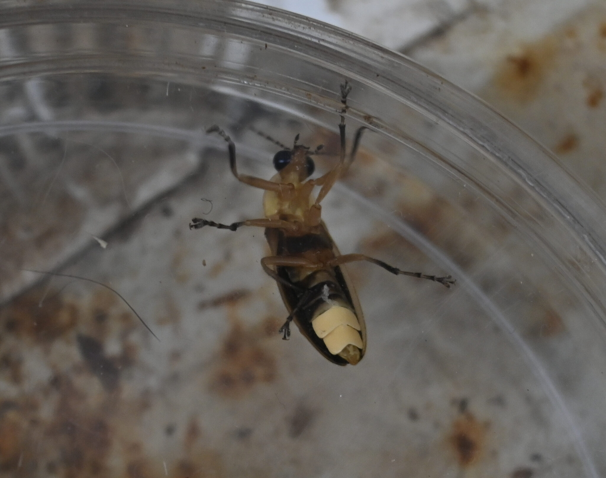 Observation: Photuris - Firefly Atlas