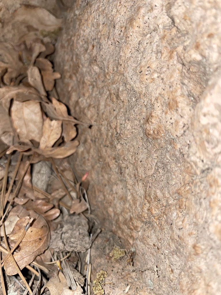 Observation: Microphotus - Firefly Atlas