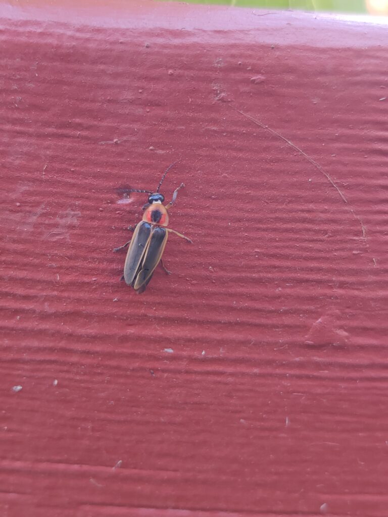 Observation: Photinus pyralis - Firefly Atlas