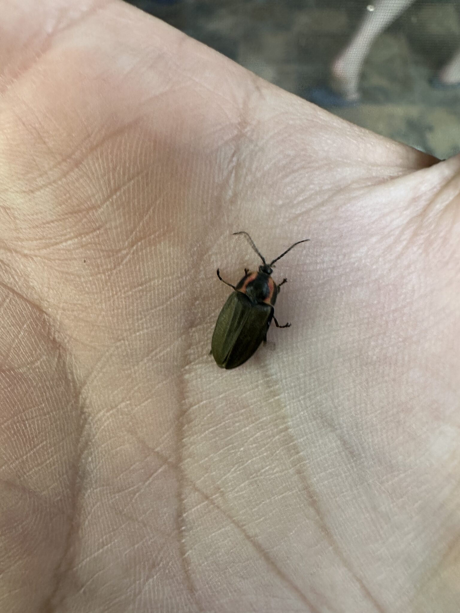 Observation: Photinus corruscus - Firefly Atlas