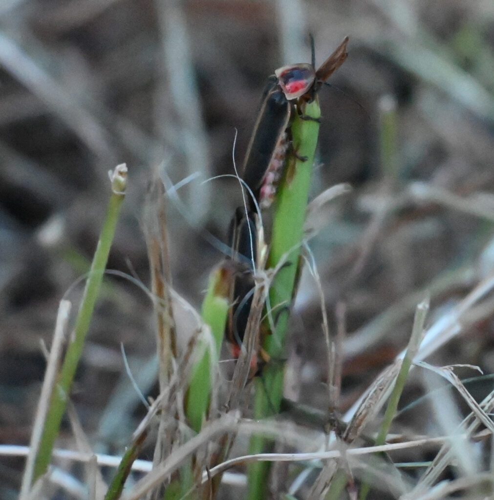 Observation: Photinus pyralis - Firefly Atlas