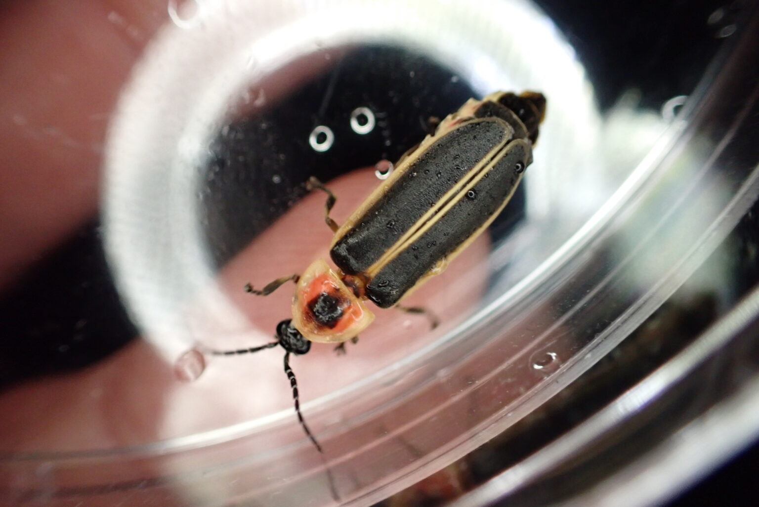 Observation: Photinus pyralis - Firefly Atlas