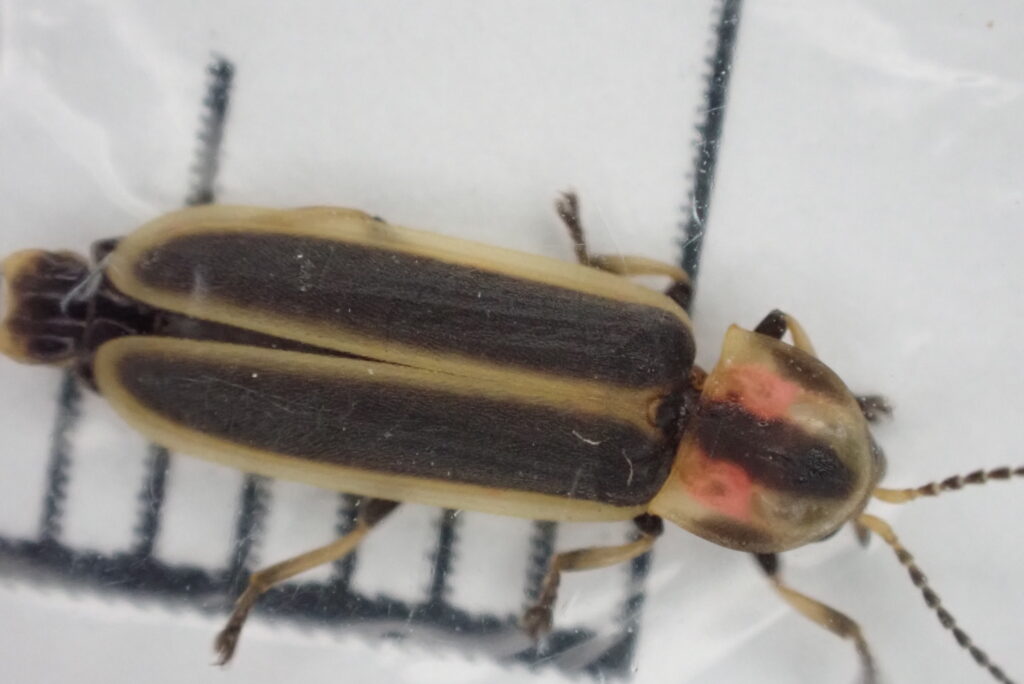 Observation: Pyractomena lucifera - Firefly Atlas