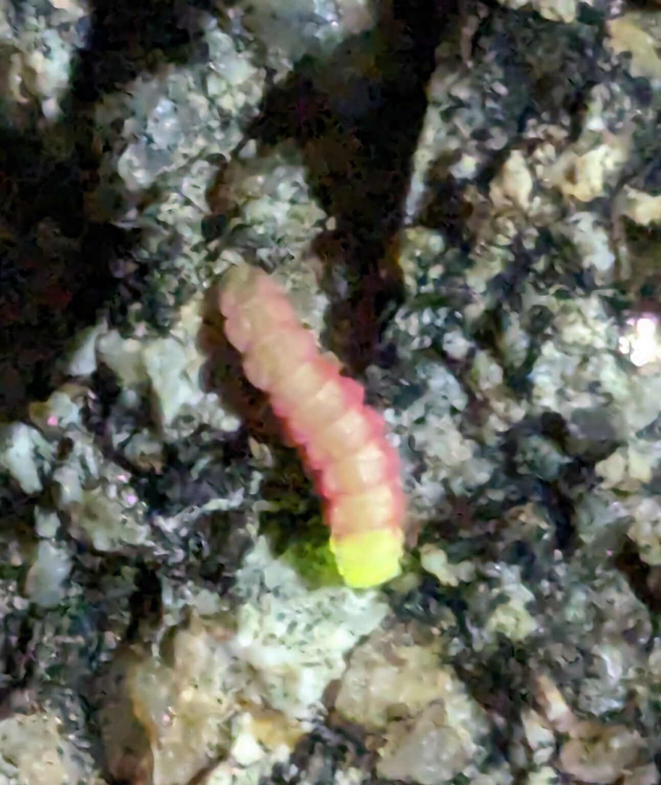 Observation: Microphotus - Firefly Atlas