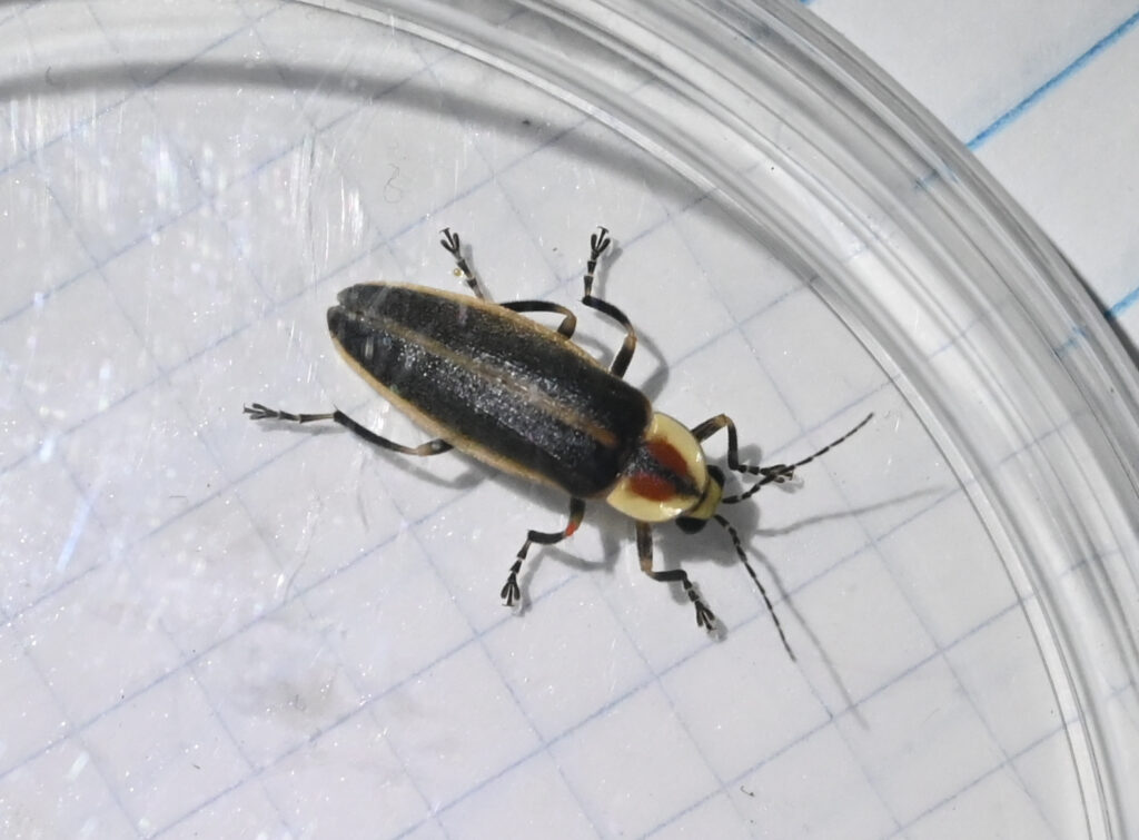 Observation: Photuris - Firefly Atlas