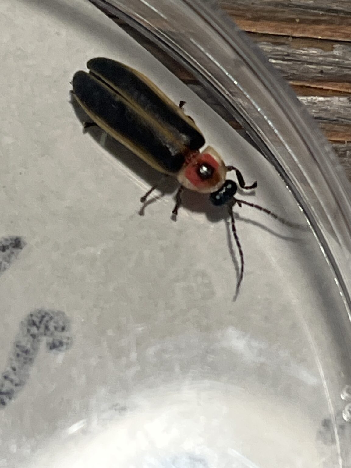 Observation: Photinus pyralis - Firefly Atlas