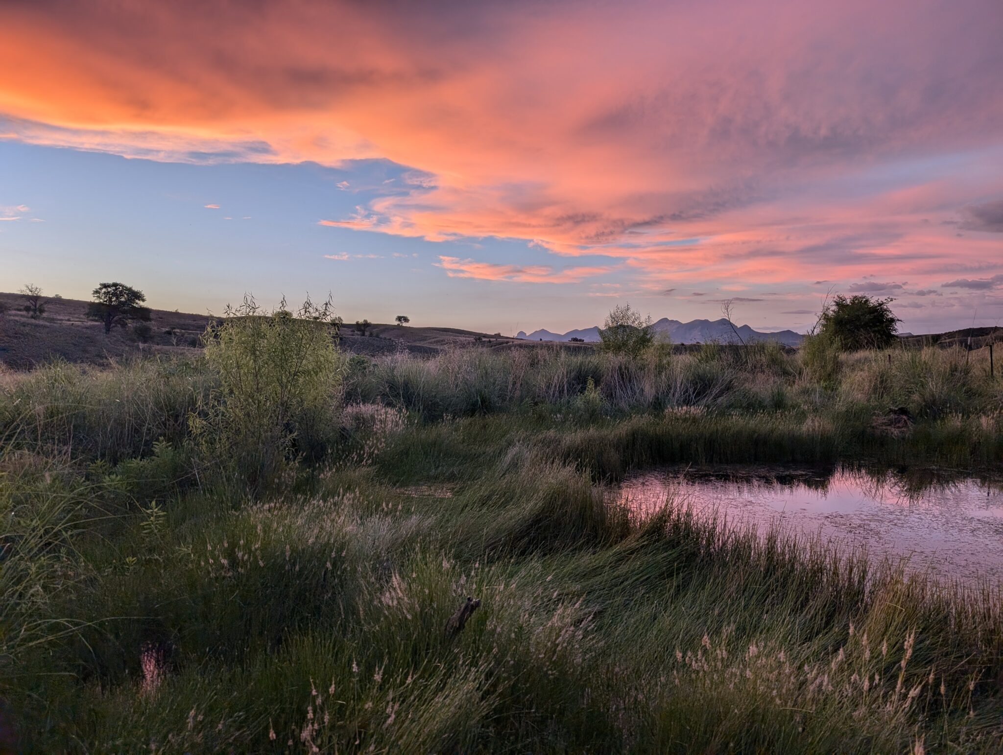 Field notes: Chasing Arizona's fireflies - Firefly Atlas