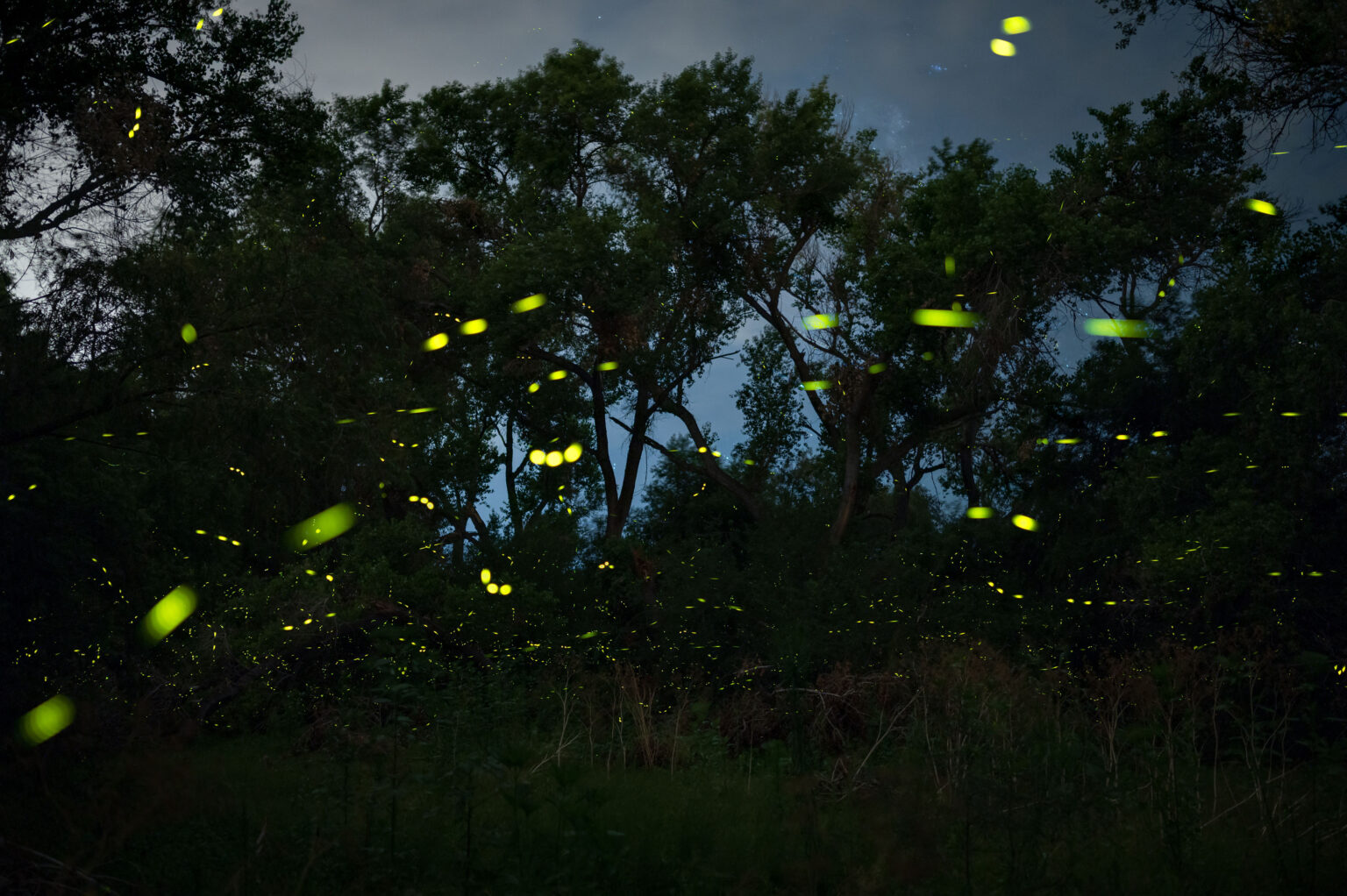 Field notes: Chasing Arizona's fireflies - Firefly Atlas