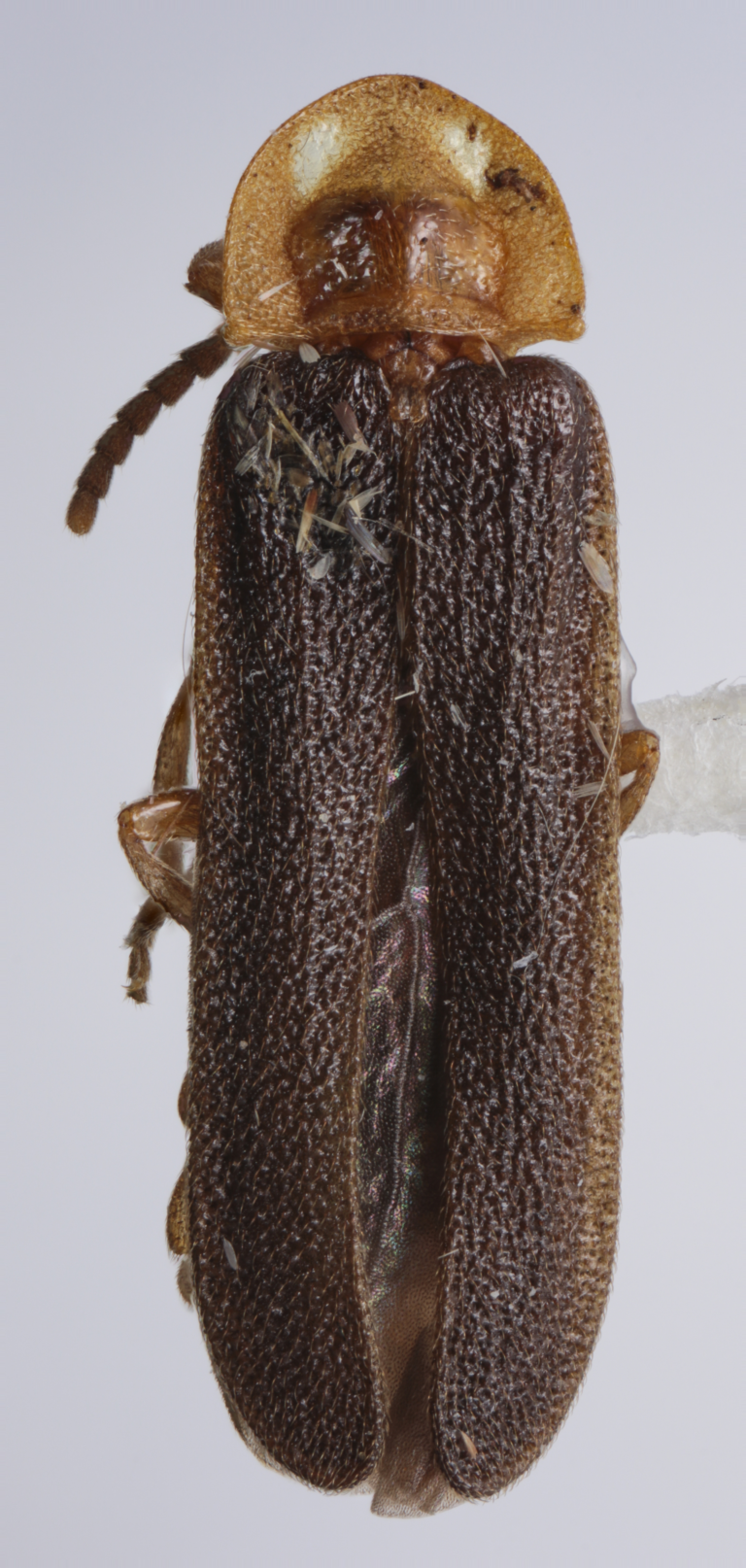 Pacific Northwest fireflies: Myth or reality? - Firefly Atlas