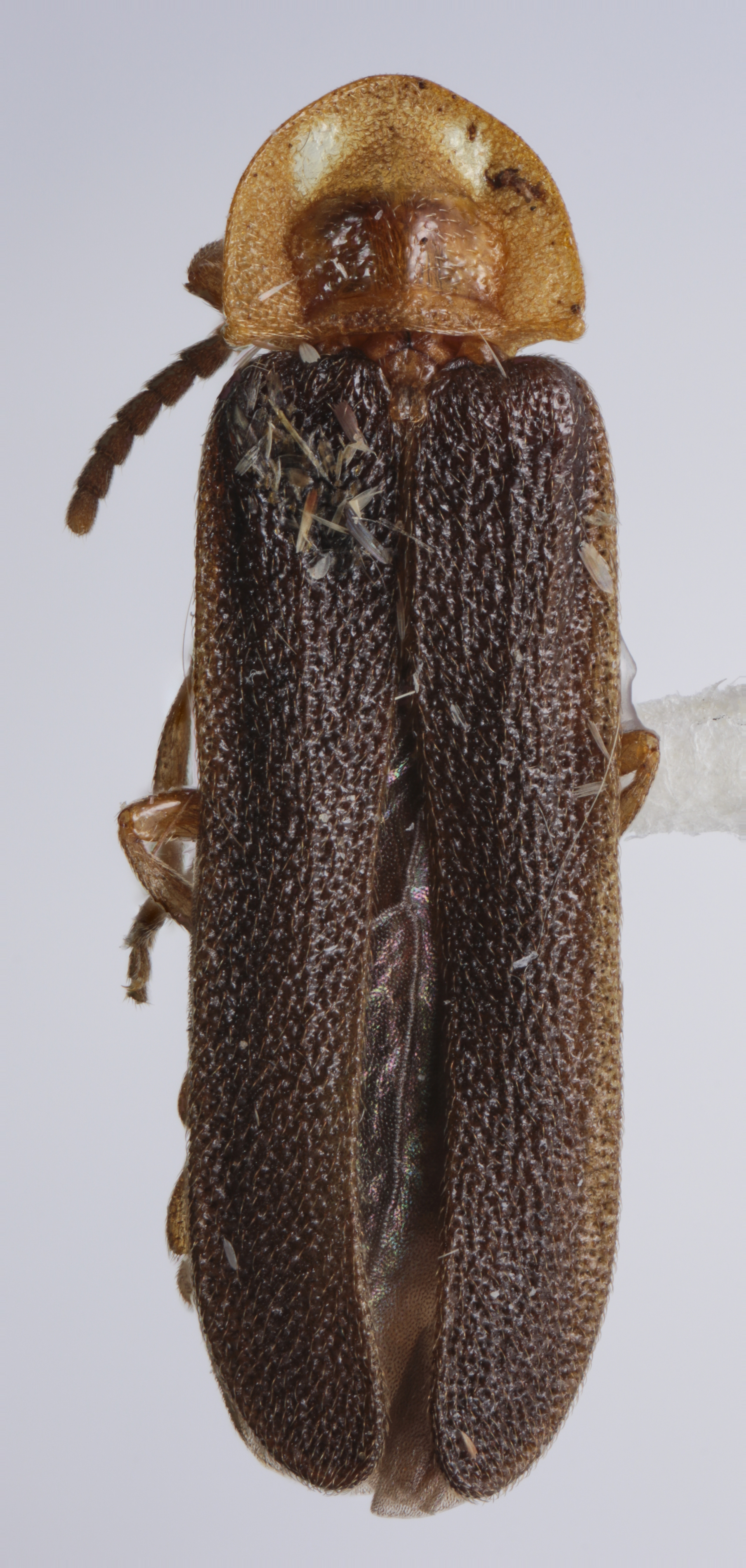 Pacific Northwest fireflies: Myth or reality? - Firefly Atlas